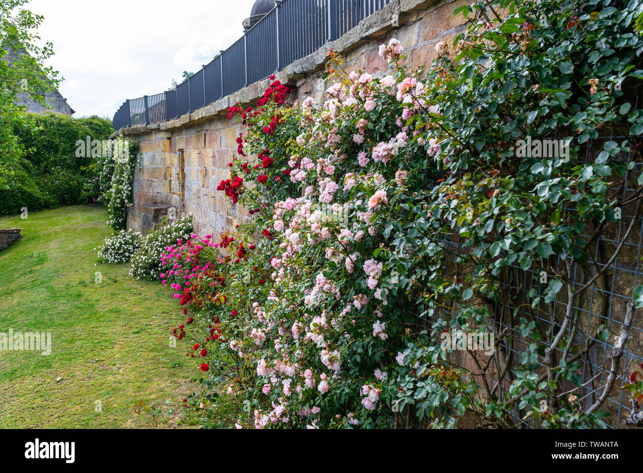 Pink climbing roses growing on the wall of the building Stock Photo - Alamy
