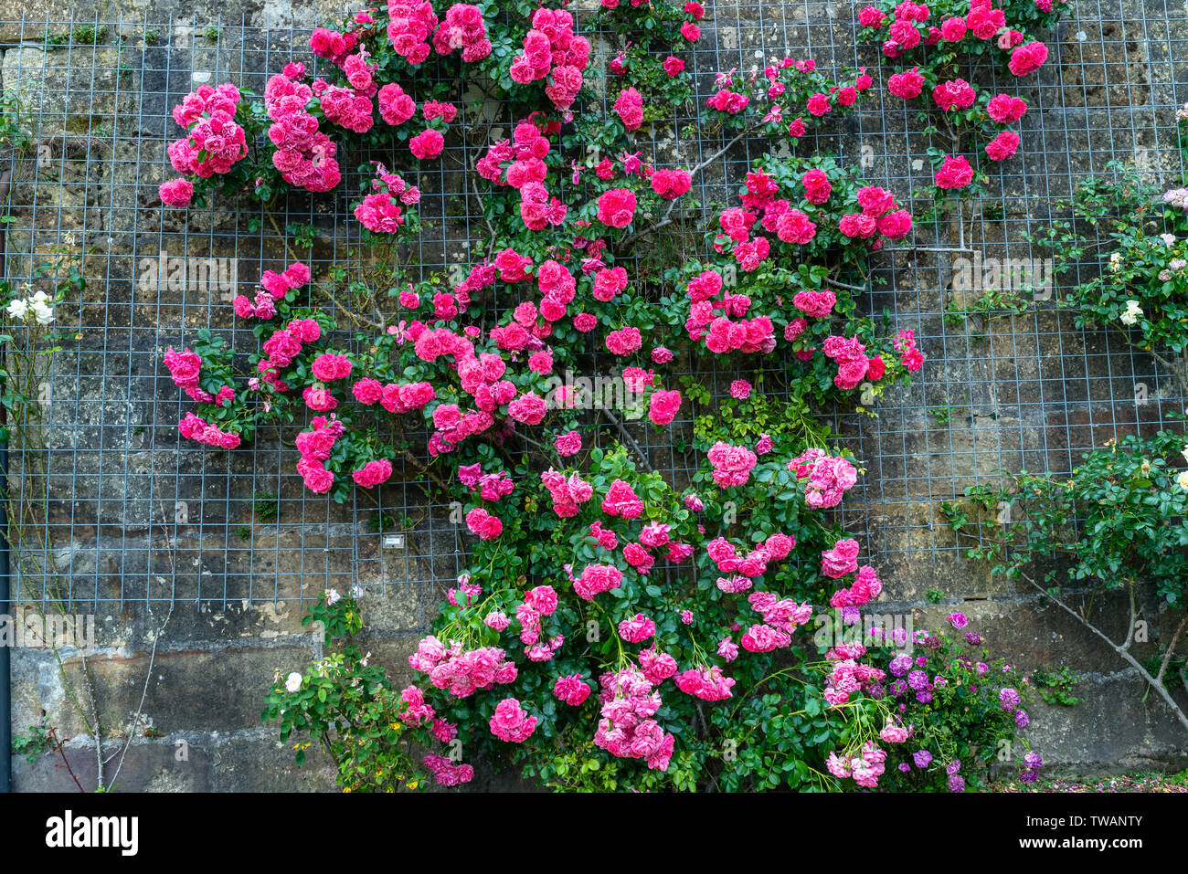 Pink climbing roses on stone hi-res stock photography and images - Alamy
