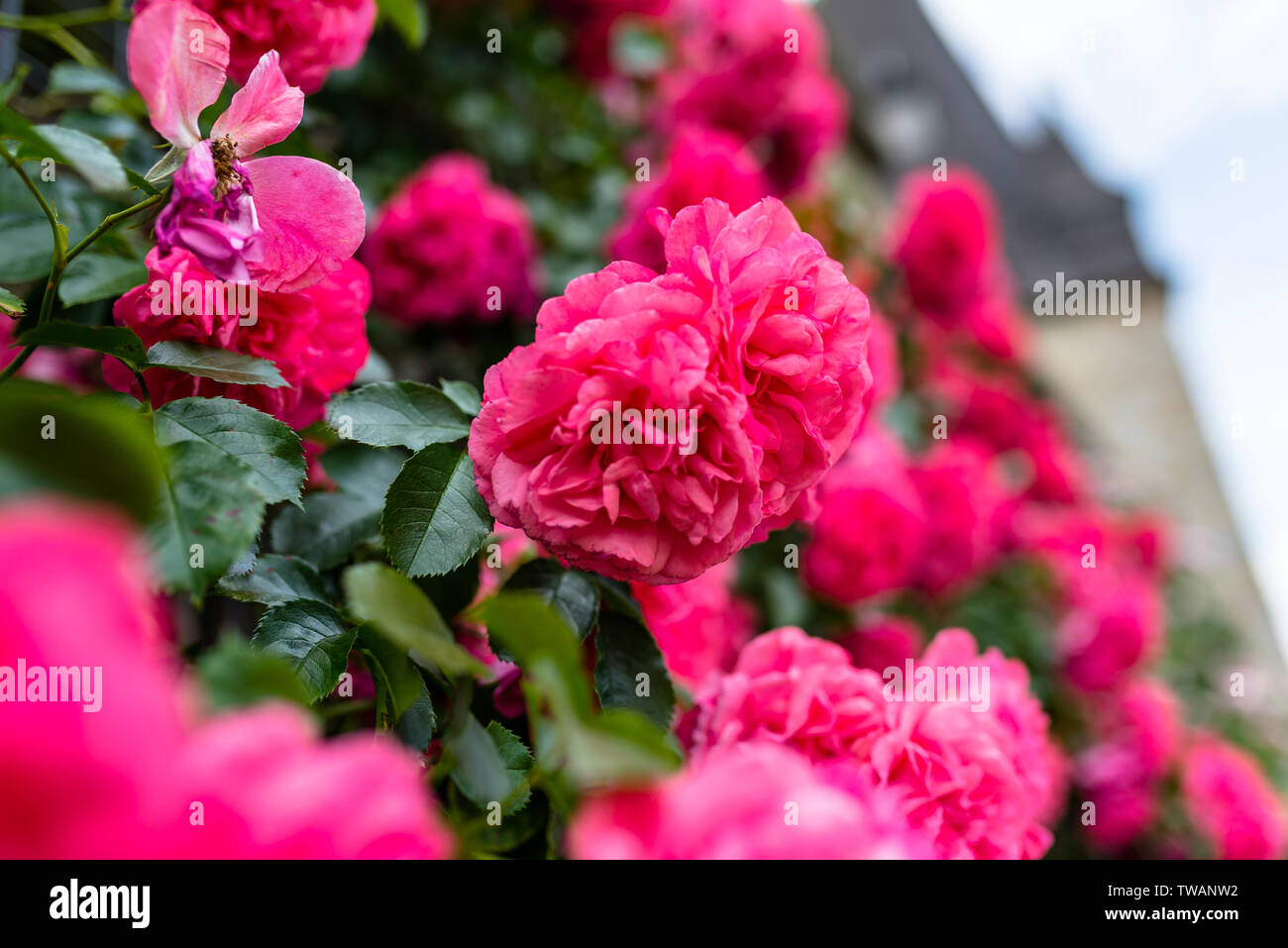 Pink climbing roses on stone hi-res stock photography and images - Alamy