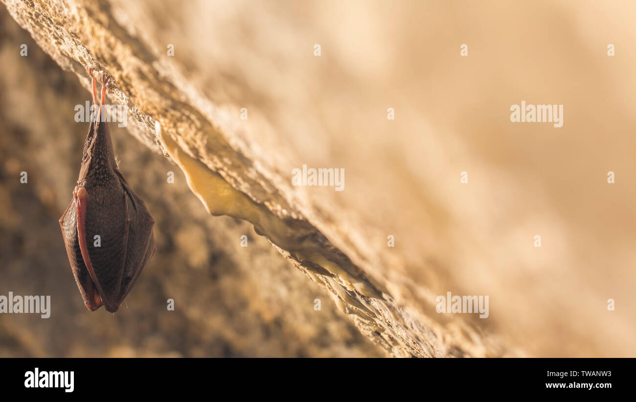 Close up small sleeping horseshoe bat covered by wings, hanging upside ...