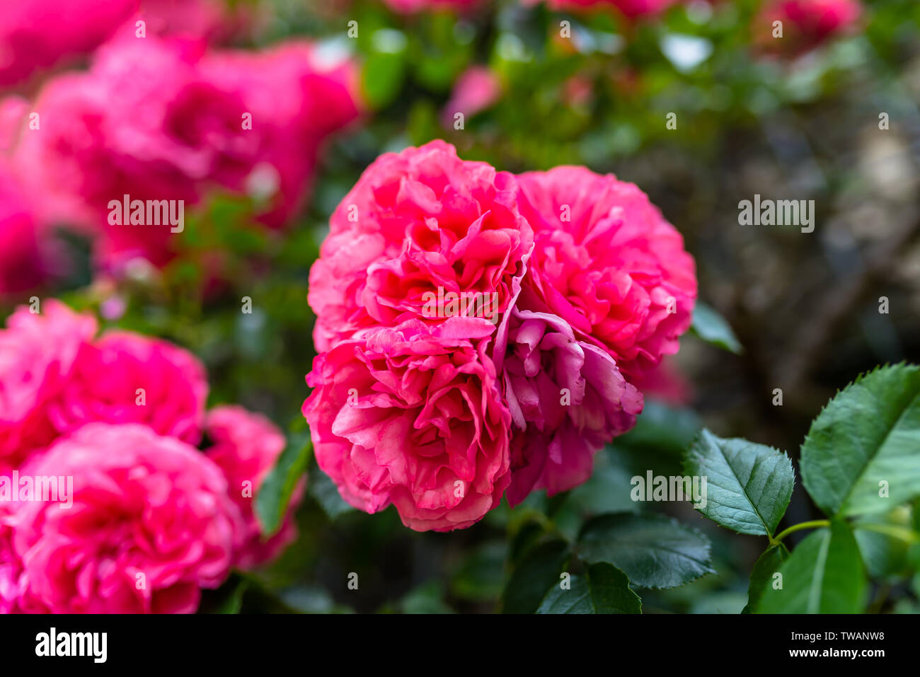 Pink climbing roses on stone hi-res stock photography and images - Alamy
