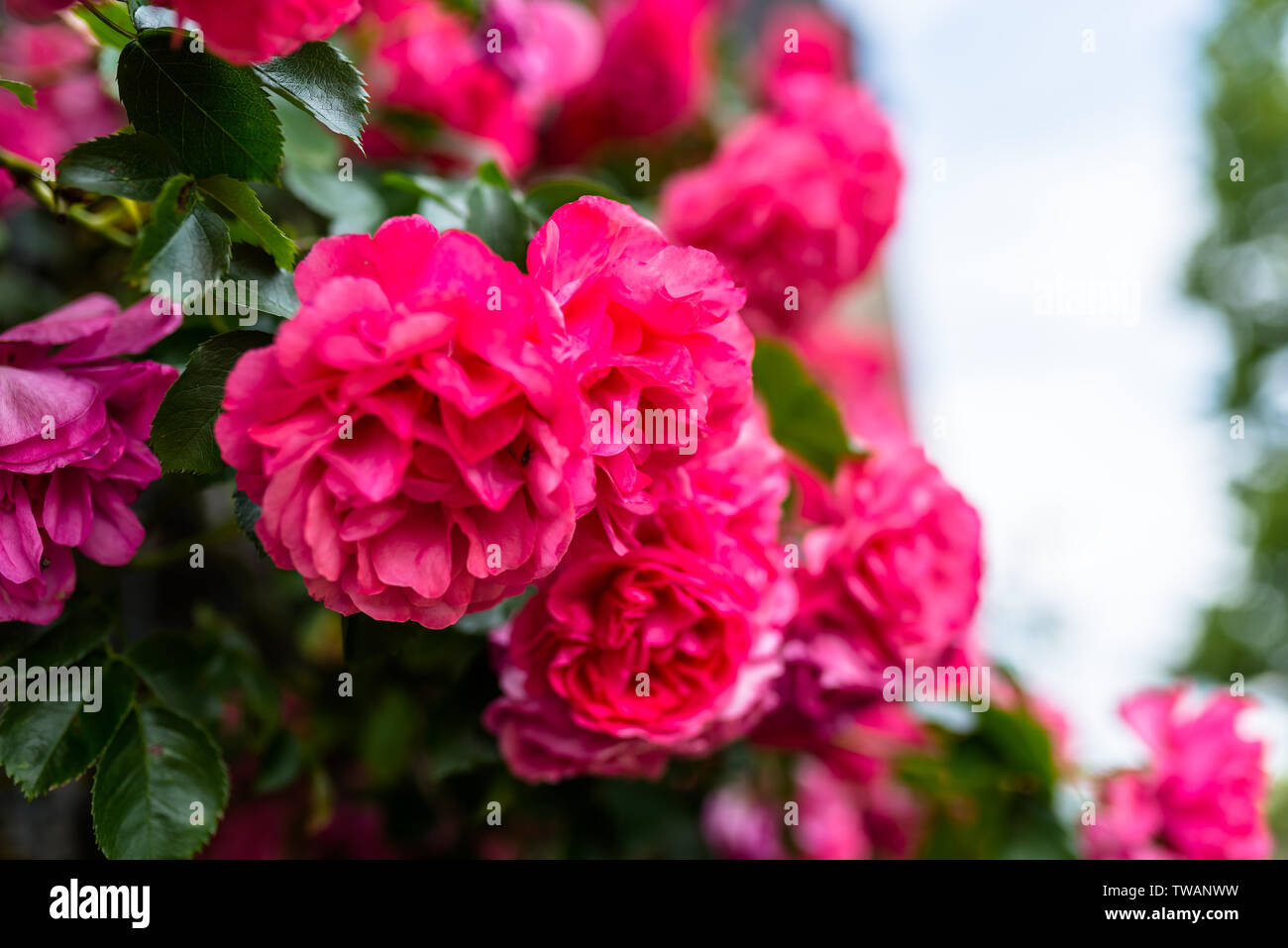 Pink climbing roses on stone hi-res stock photography and images - Alamy