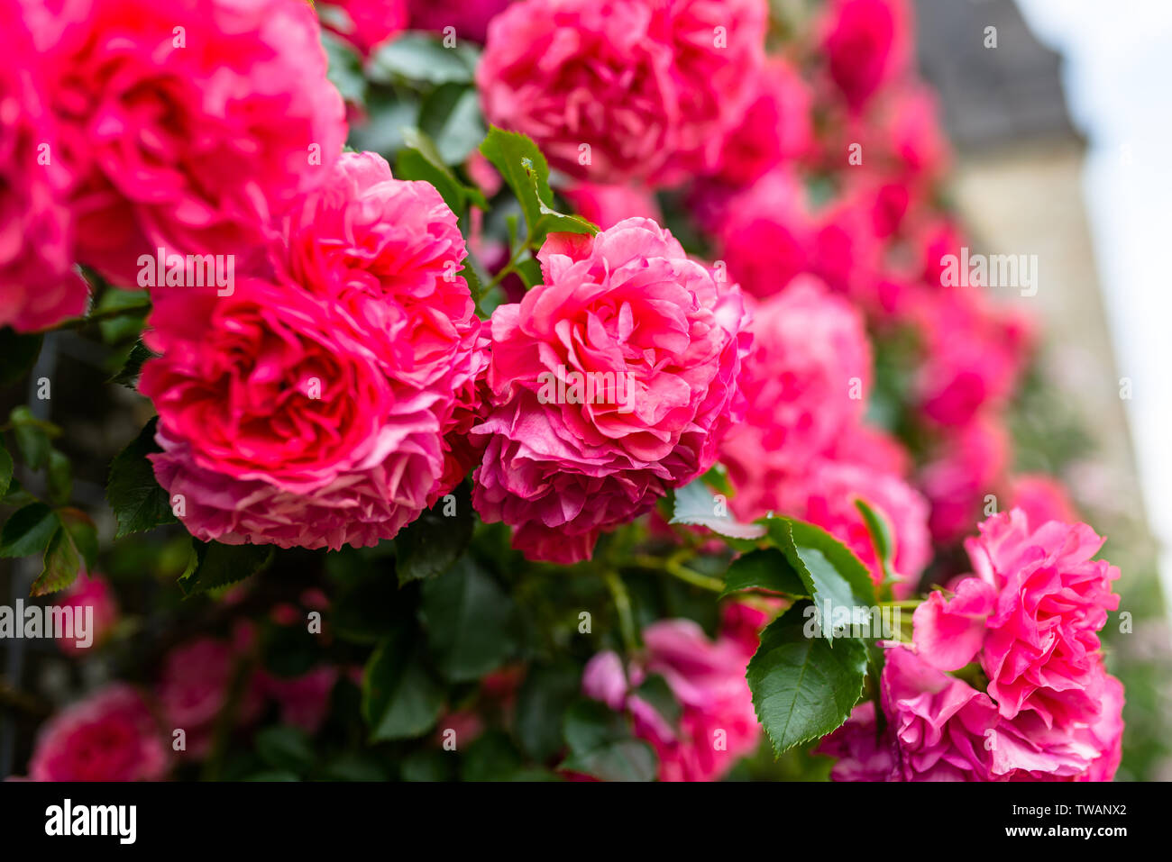 Pink climbing roses on stone hi-res stock photography and images - Alamy