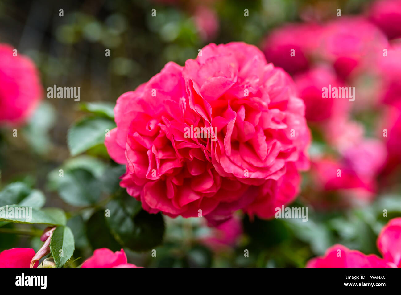 Pink climbing roses on stone hi-res stock photography and images - Alamy