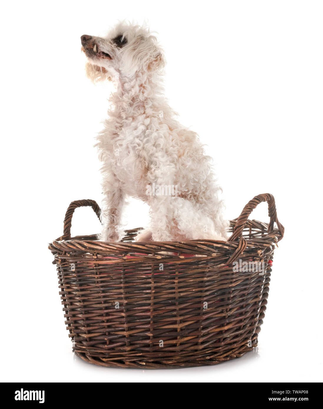 old poodle in front of white background Stock Photo - Alamy