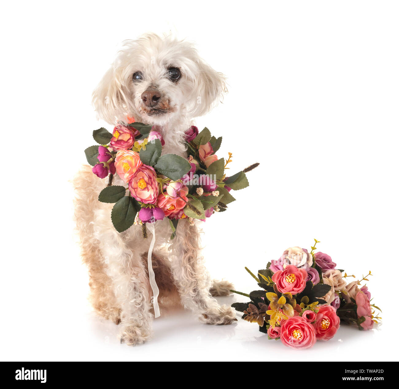 old poodle in front of white background Stock Photo - Alamy