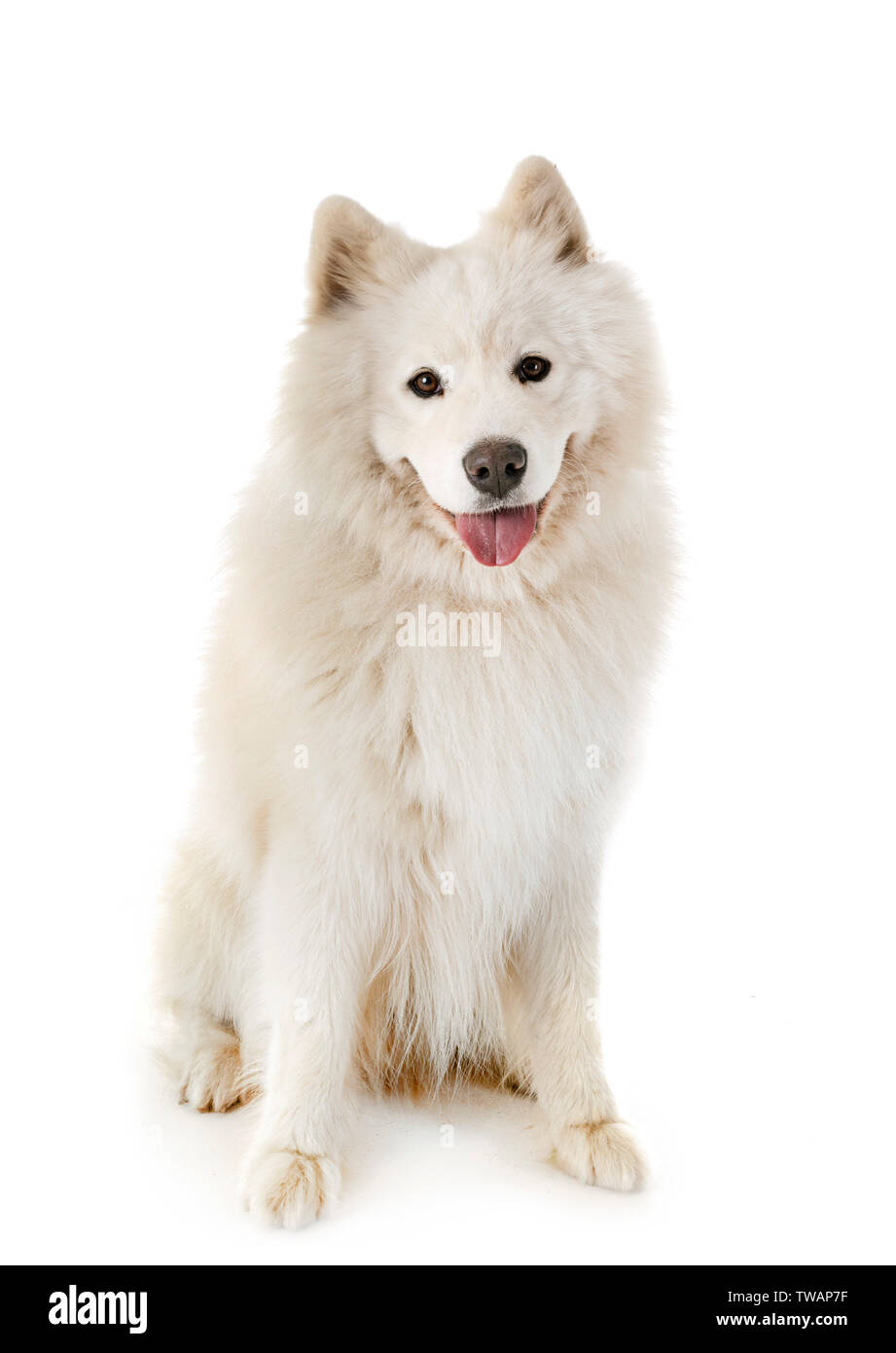 samoyed dog in front of white background Stock Photo - Alamy
