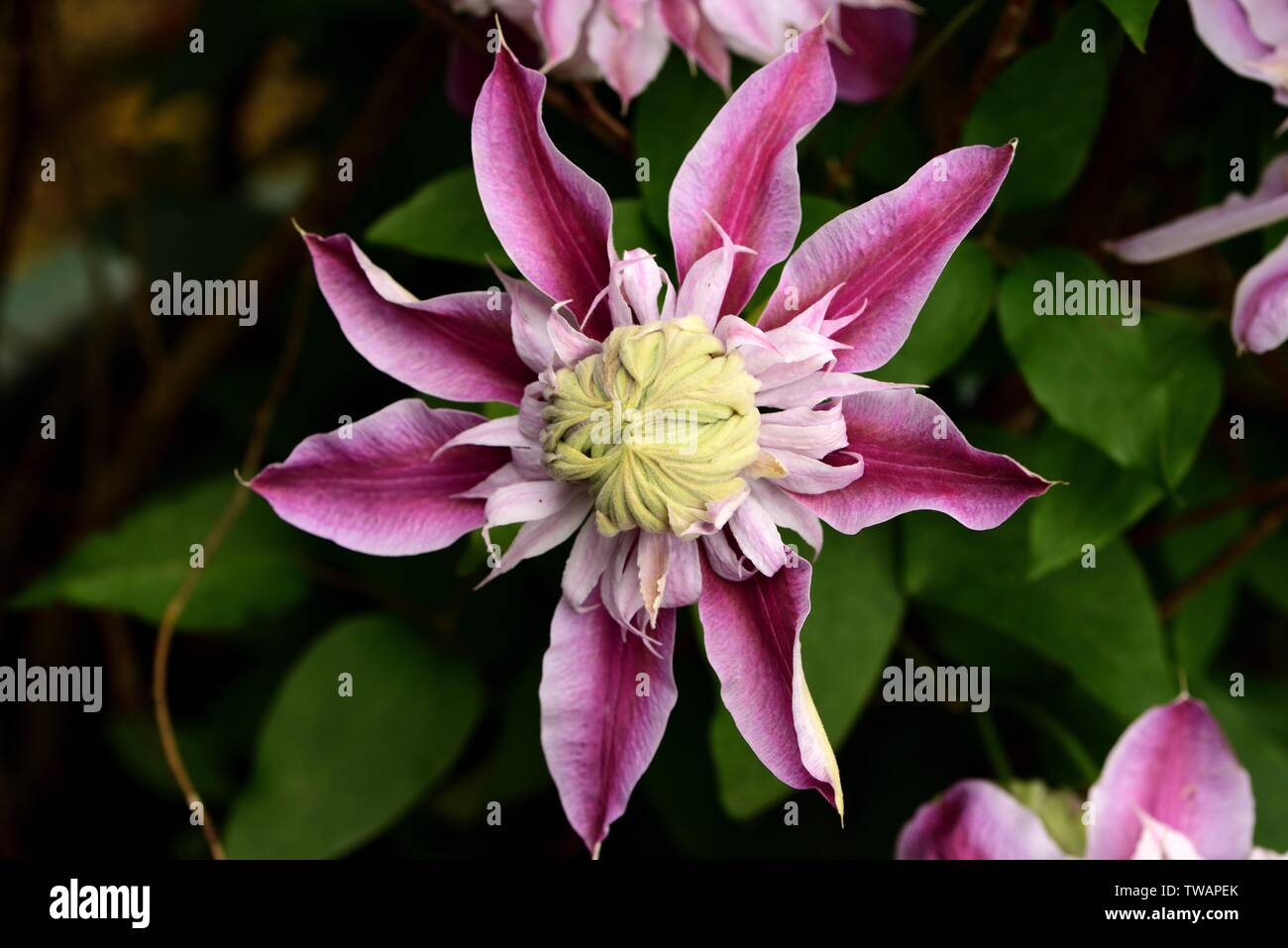 A closeup of Clematis Josephine Stock Photo - Alamy