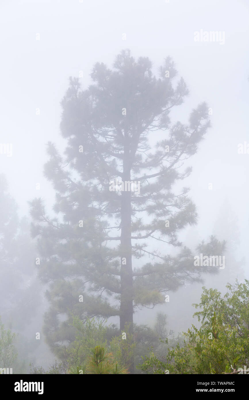 Canary pine tree, Corona forestal Natural Park, Vilaflor, Tenerife ...
