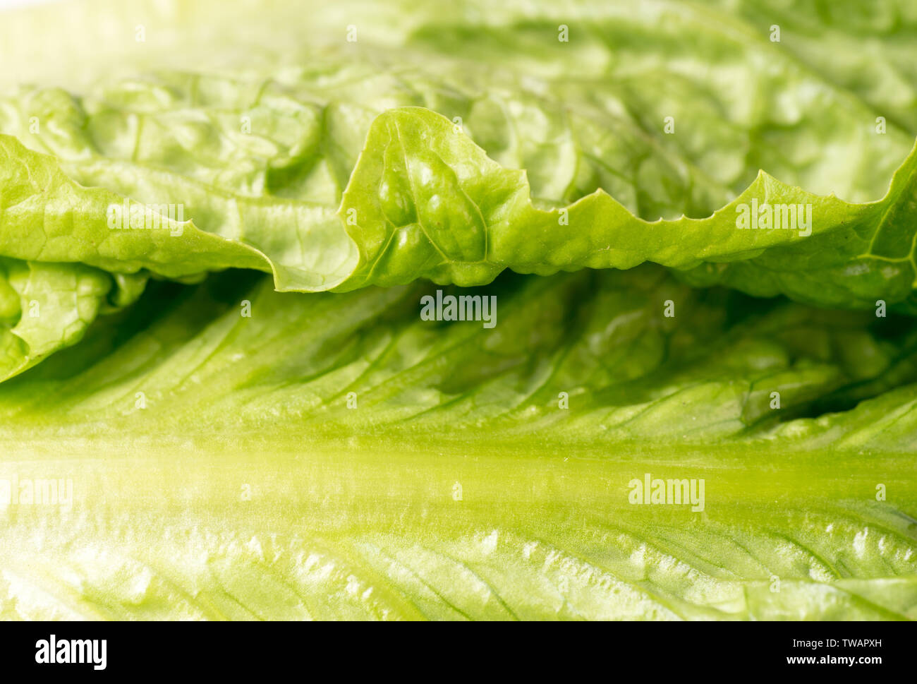 leaf of lettuce close up and background Stock Photo - Alamy
