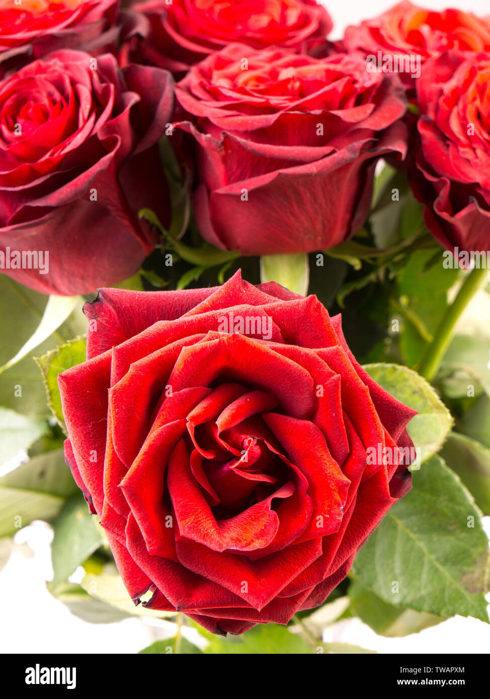 Bunch of beautiful dark red roses isolated on white background Stock ...