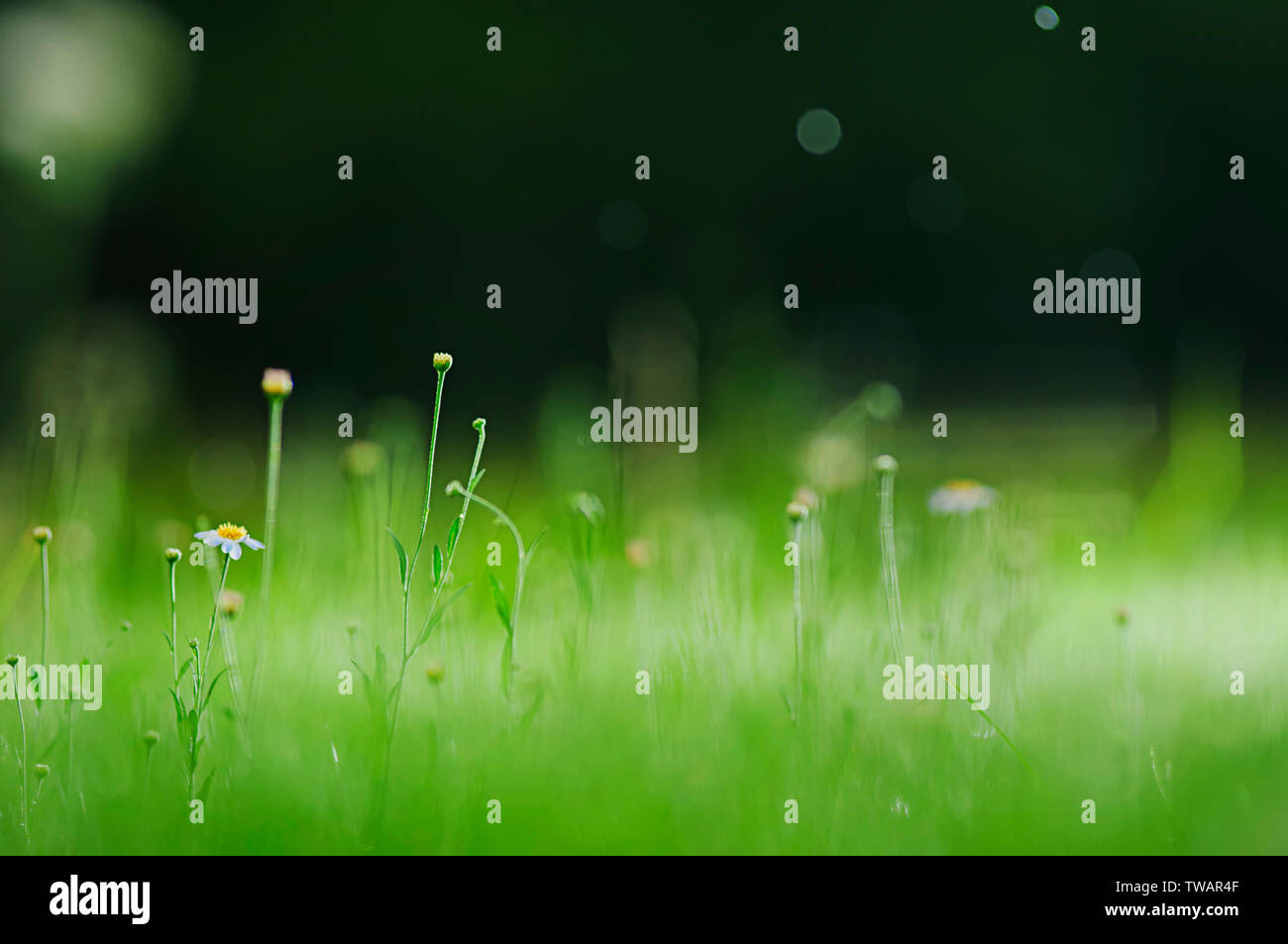 Prairie planting ecological hi-res stock photography and images - Alamy