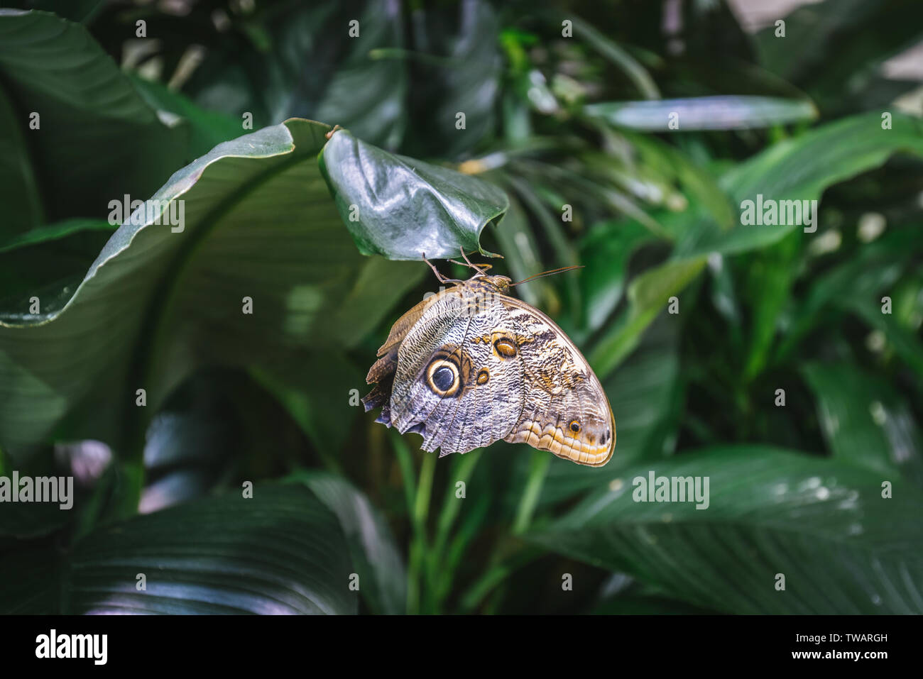 Butterfly - multi-eyed butterfly Stock Photo - Alamy