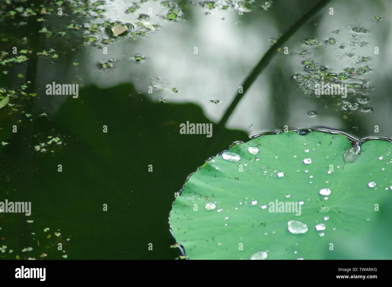 Lotus, Xia Ho, Lotus, Photography Stock Photo - Alamy