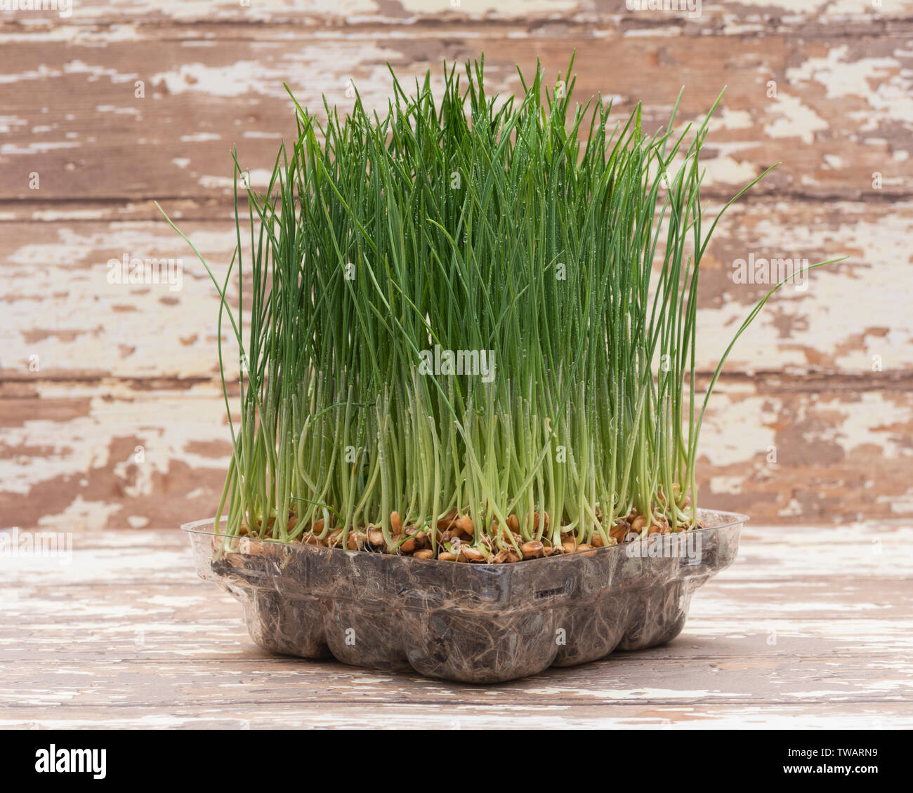Sprouter tray with Organic Fresh Green Wheat Grass on wooden background ...