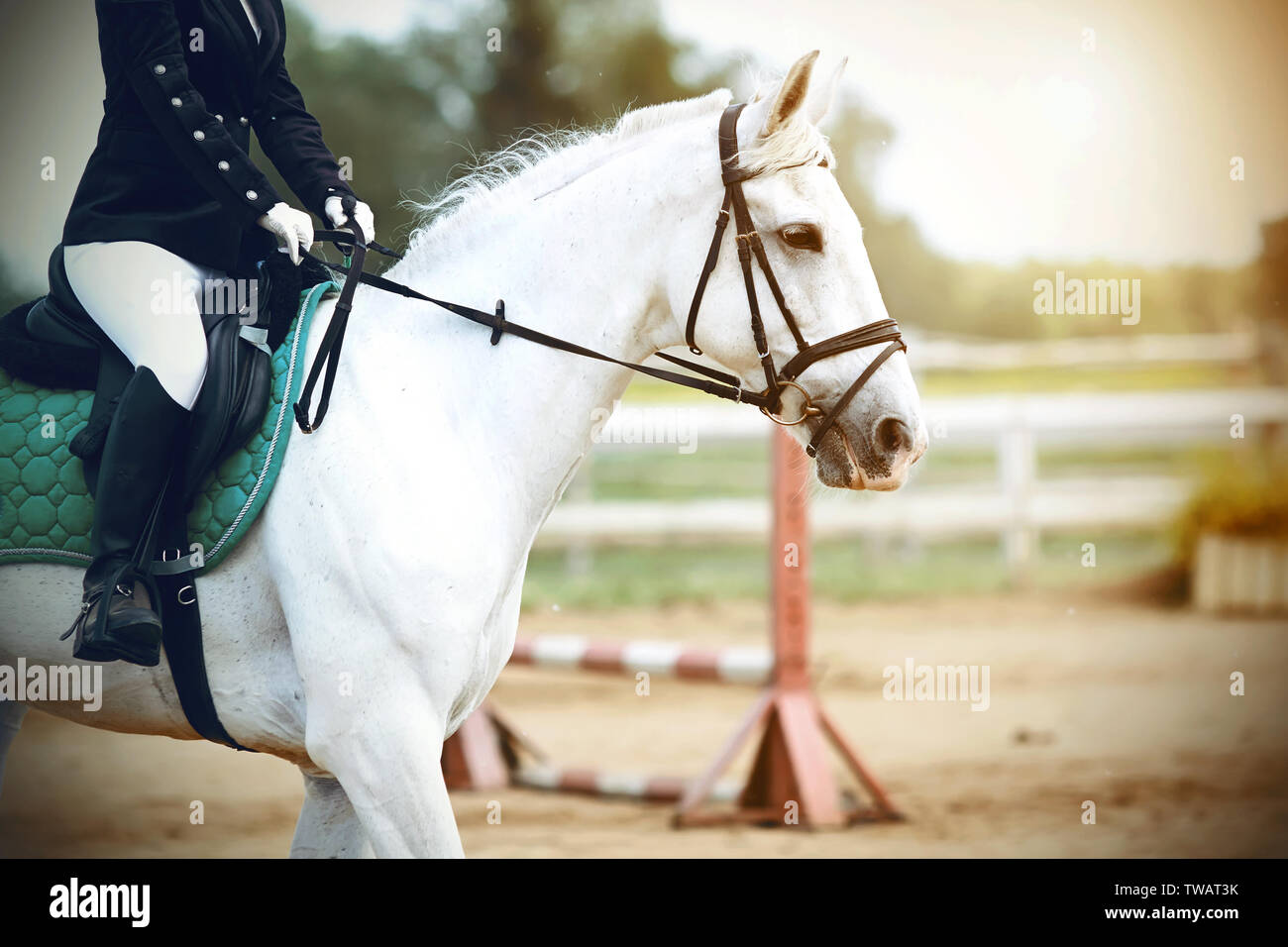 Rider on a white horse performs the route on horseback jumping ...