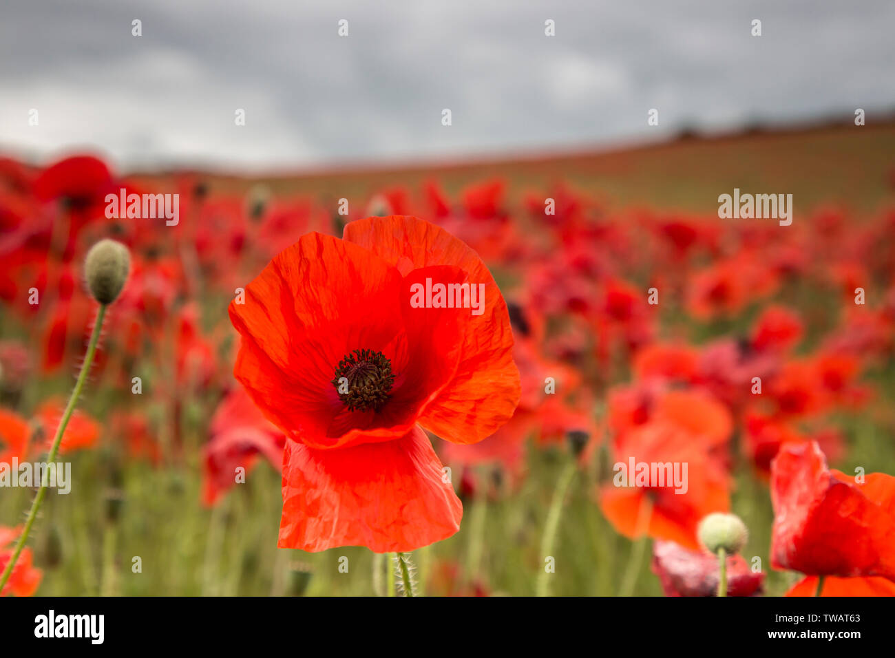 Red beautiful wild poppies hi-res stock photography and images - Alamy