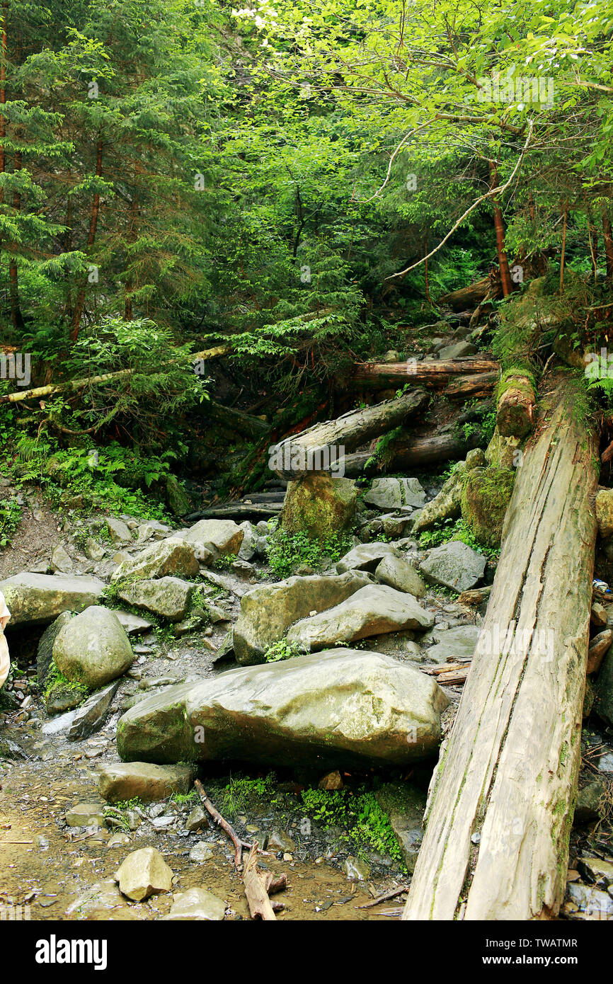 fallen trees in the woods covered with moss. The moss covered rocks and ...