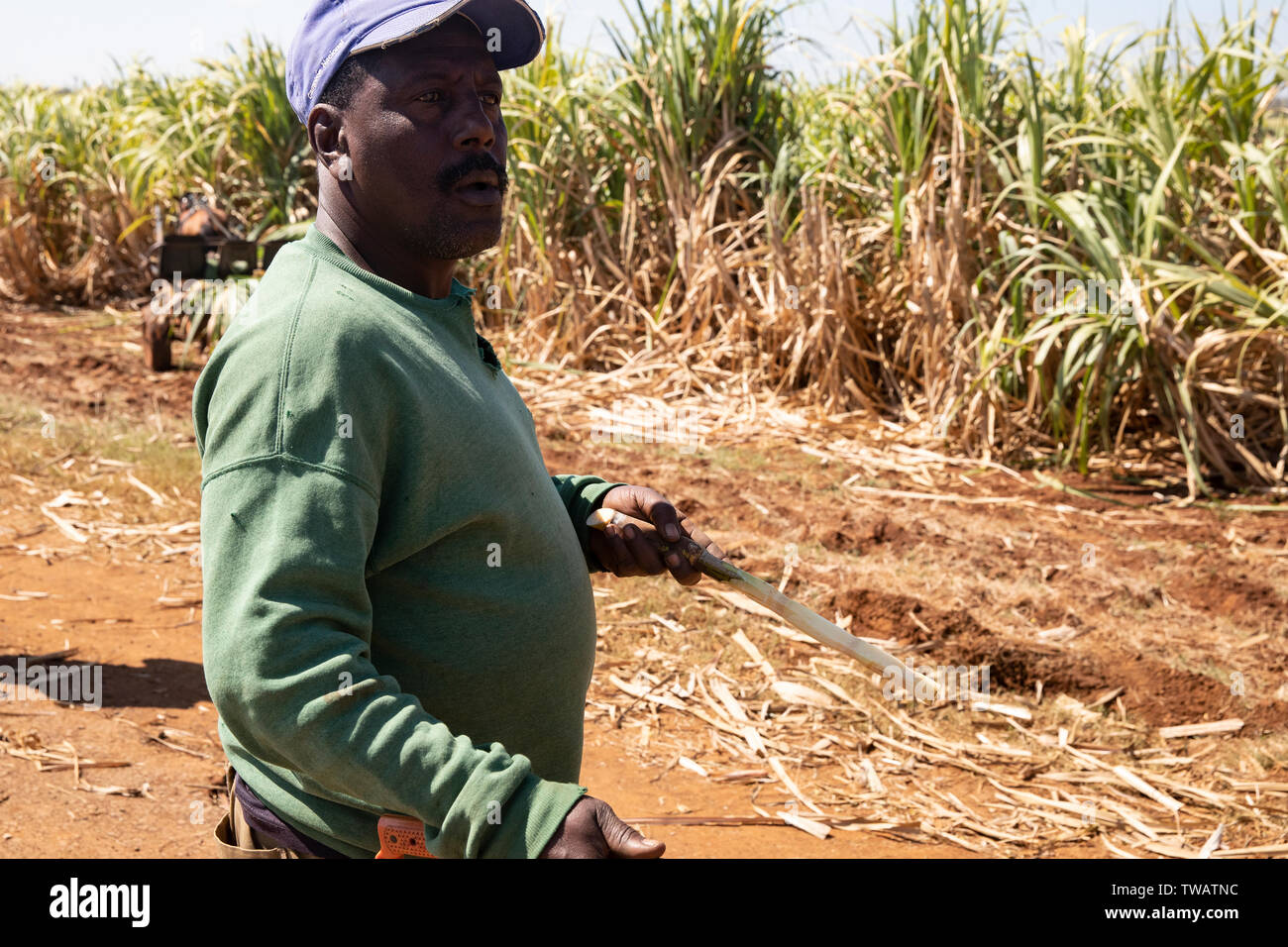 A Cuban Sugar cane harvester cutting some sugar cane for us Stock Photo ...