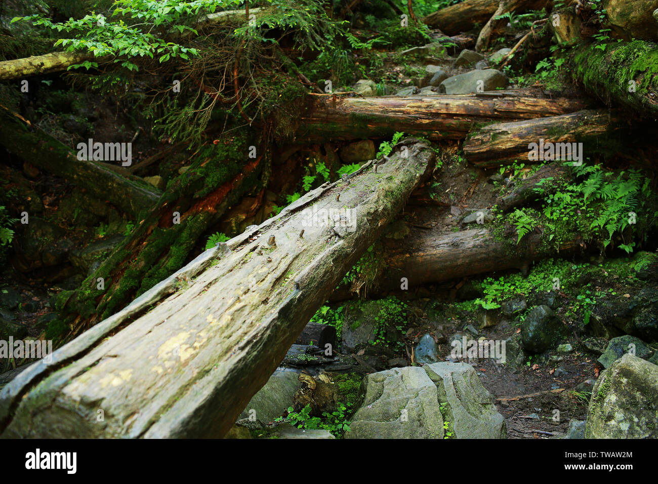 fallen trees in the woods covered with moss. The moss covered rocks and ...
