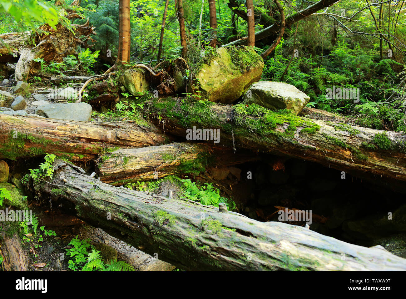 fallen trees in the woods covered with moss. The moss covered rocks and ...