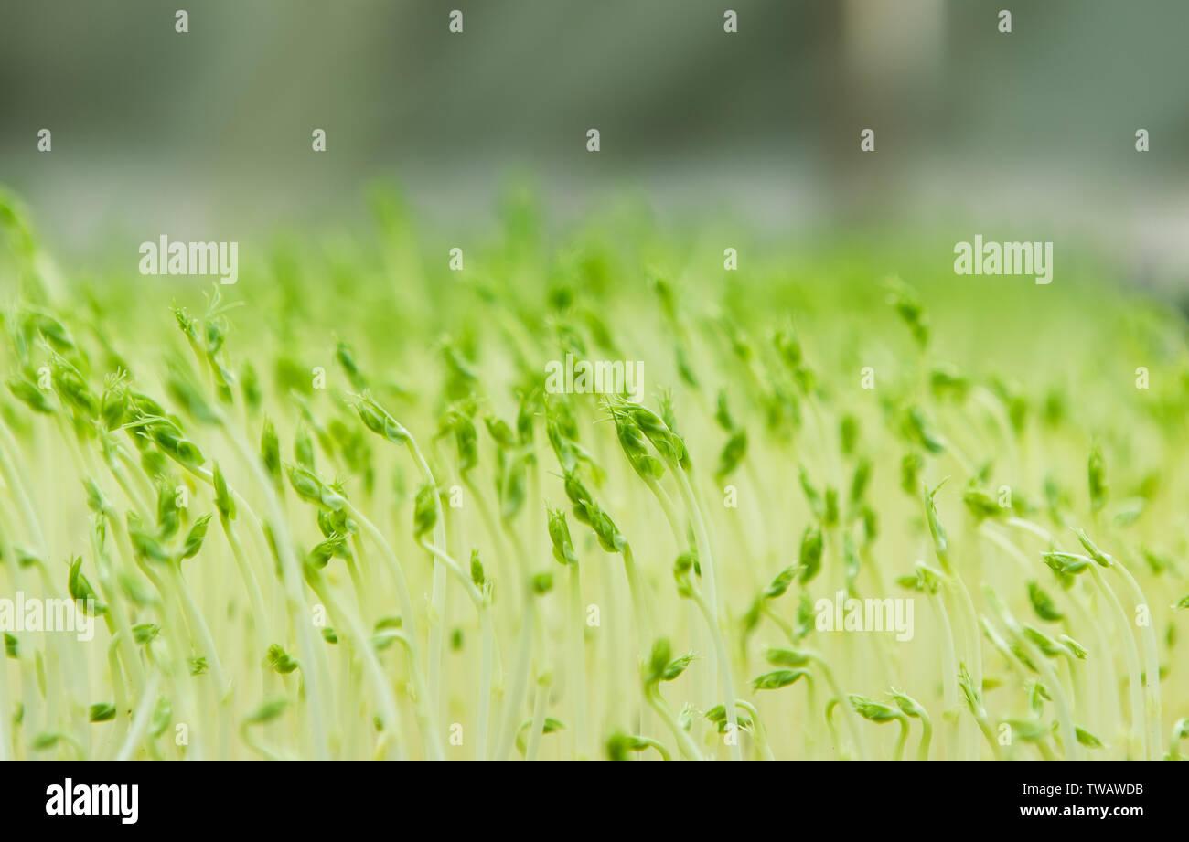 Fresh microgreen background in natural light. Natural background Stock ...