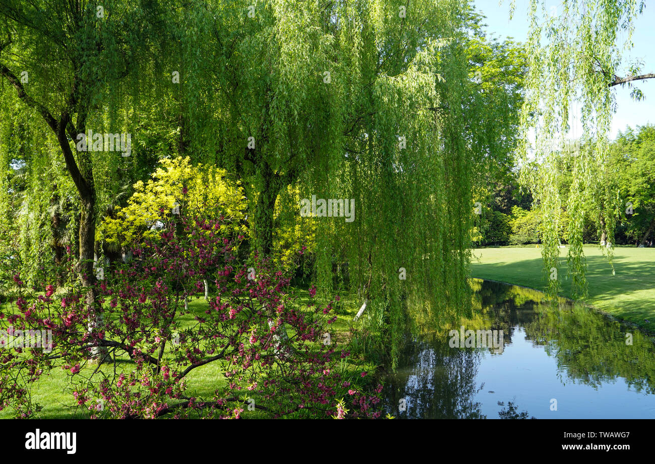 Spring color of West Lake Scenic Area Stock Photo - Alamy