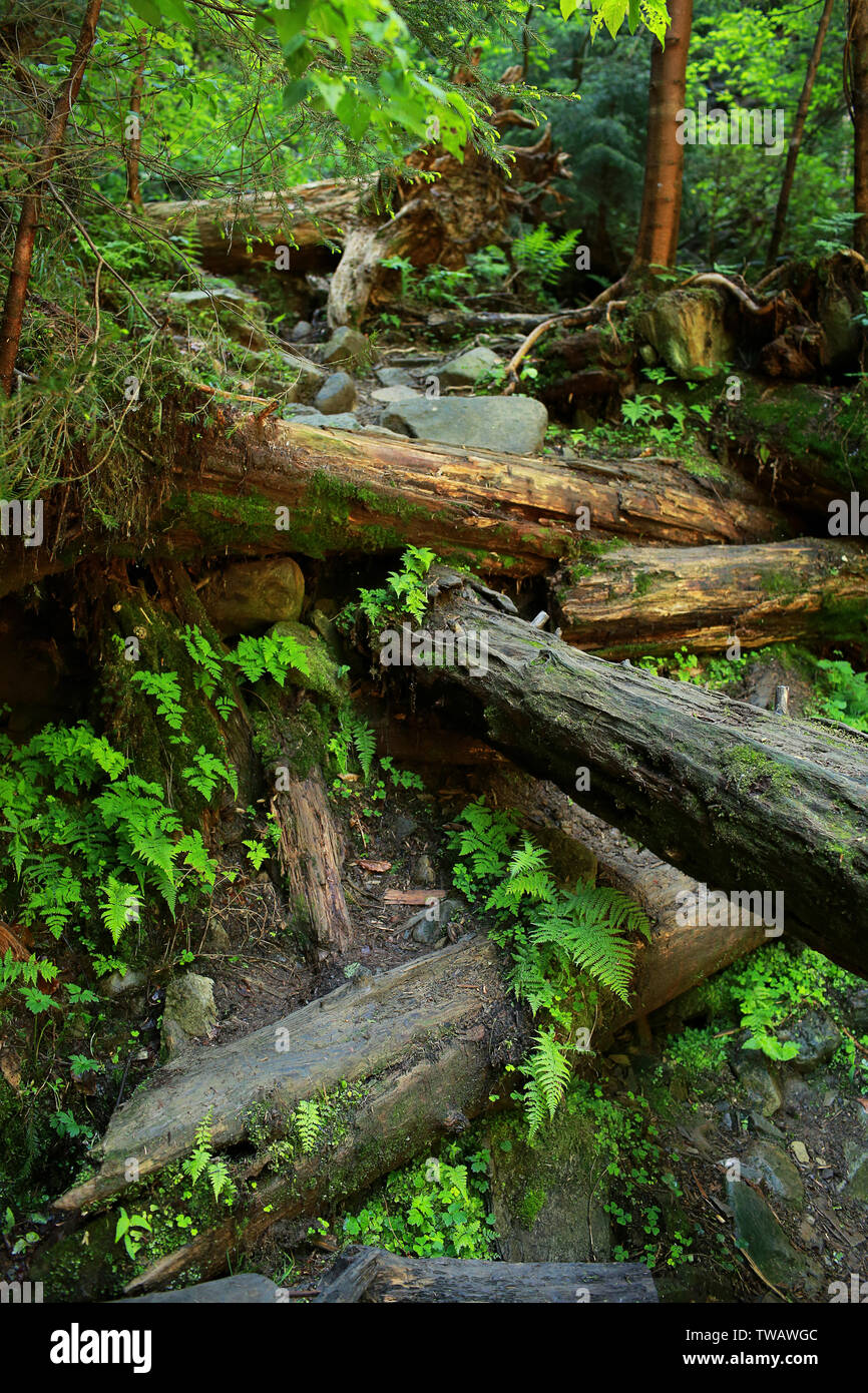 fallen trees in the woods covered with moss. The moss covered rocks and ...