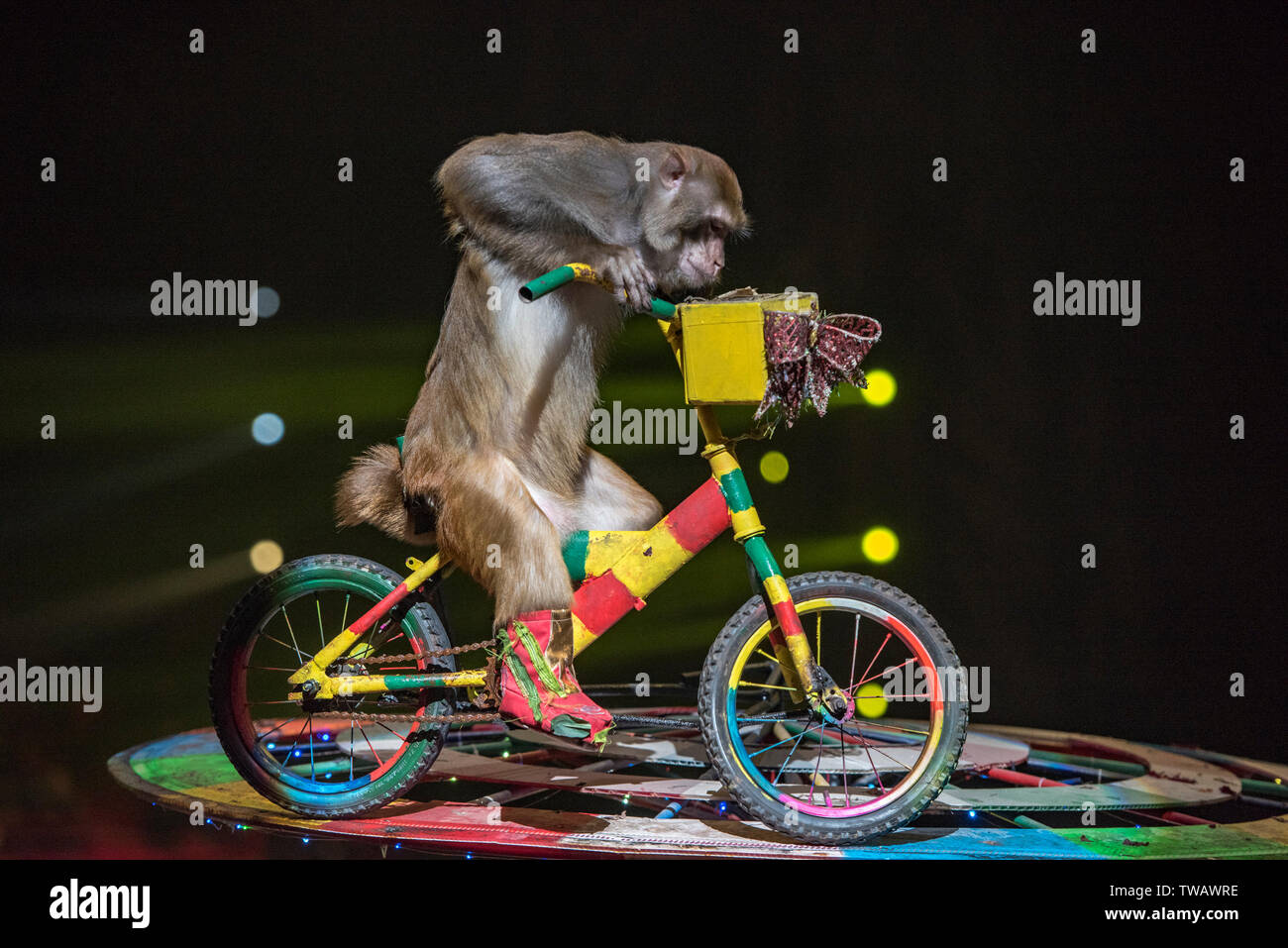 Great circus performance in Changlong, Guangzhou Stock Photo - Alamy