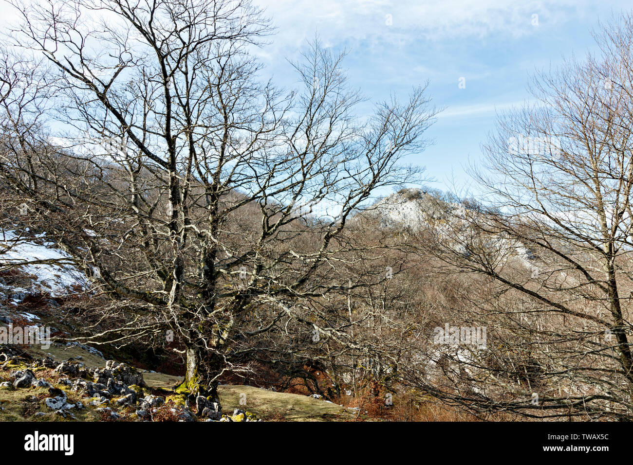 forest in the north of spain Stock Photo - Alamy