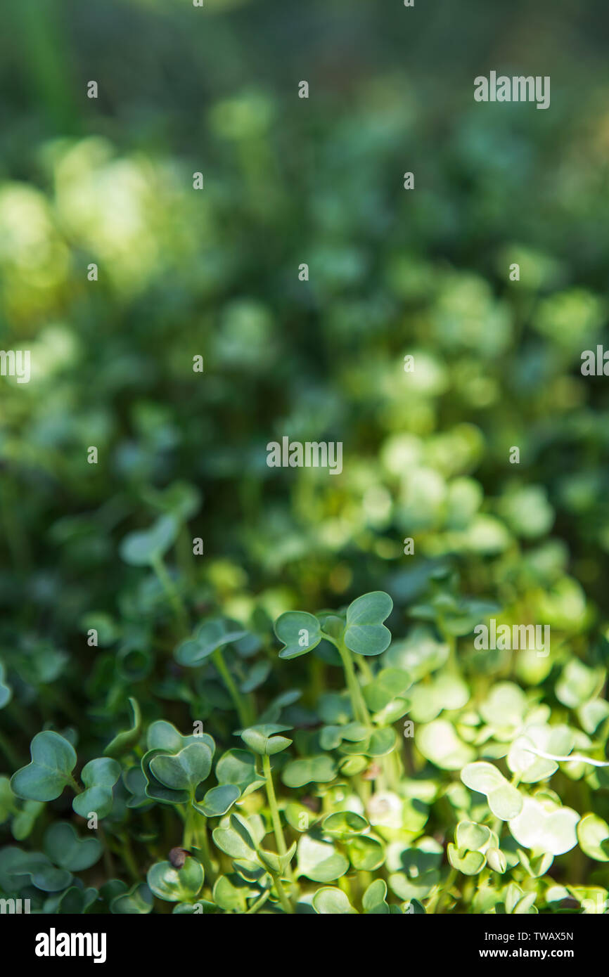 Fresh microgreen background in natural light. Natural background Stock ...