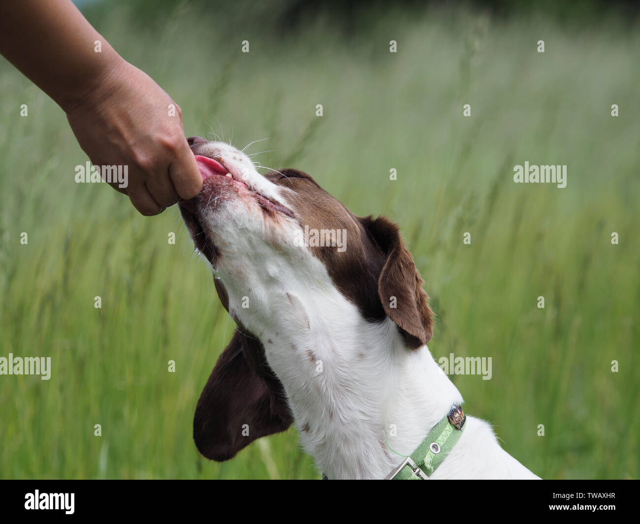 Bonding with dog hi-res stock photography and images - Alamy