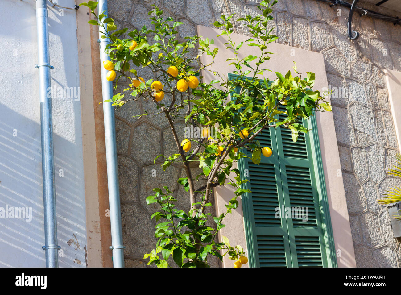 Lemon tree in Esporles, Mallorca, Spain Stock Photo - Alamy