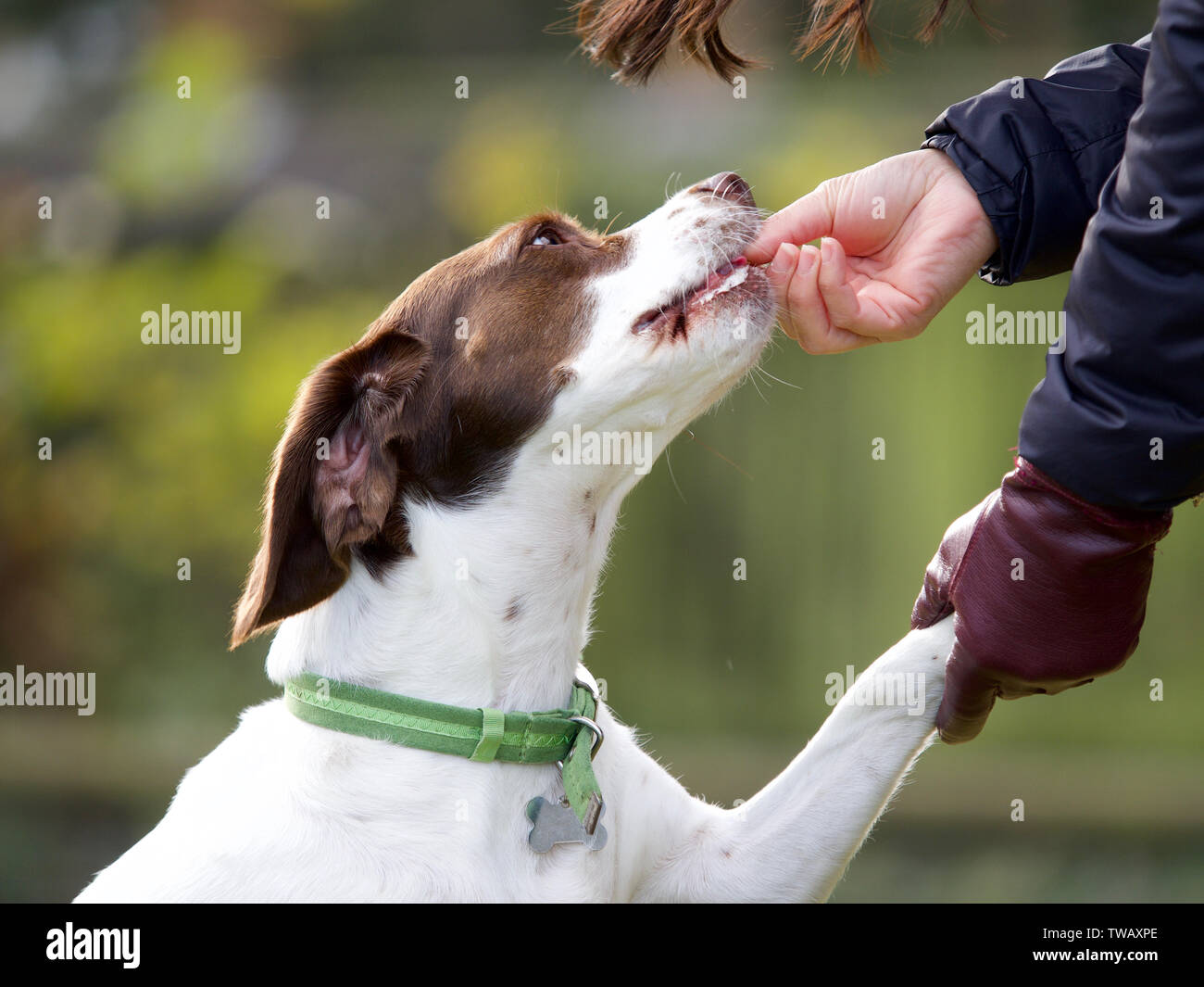 Bonding with dog hi-res stock photography and images - Alamy