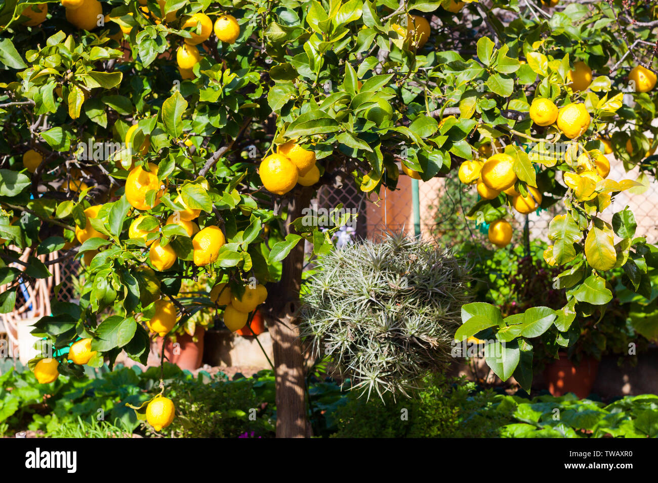Lemon tree in Esporles, Mallorca, Spain Stock Photo - Alamy