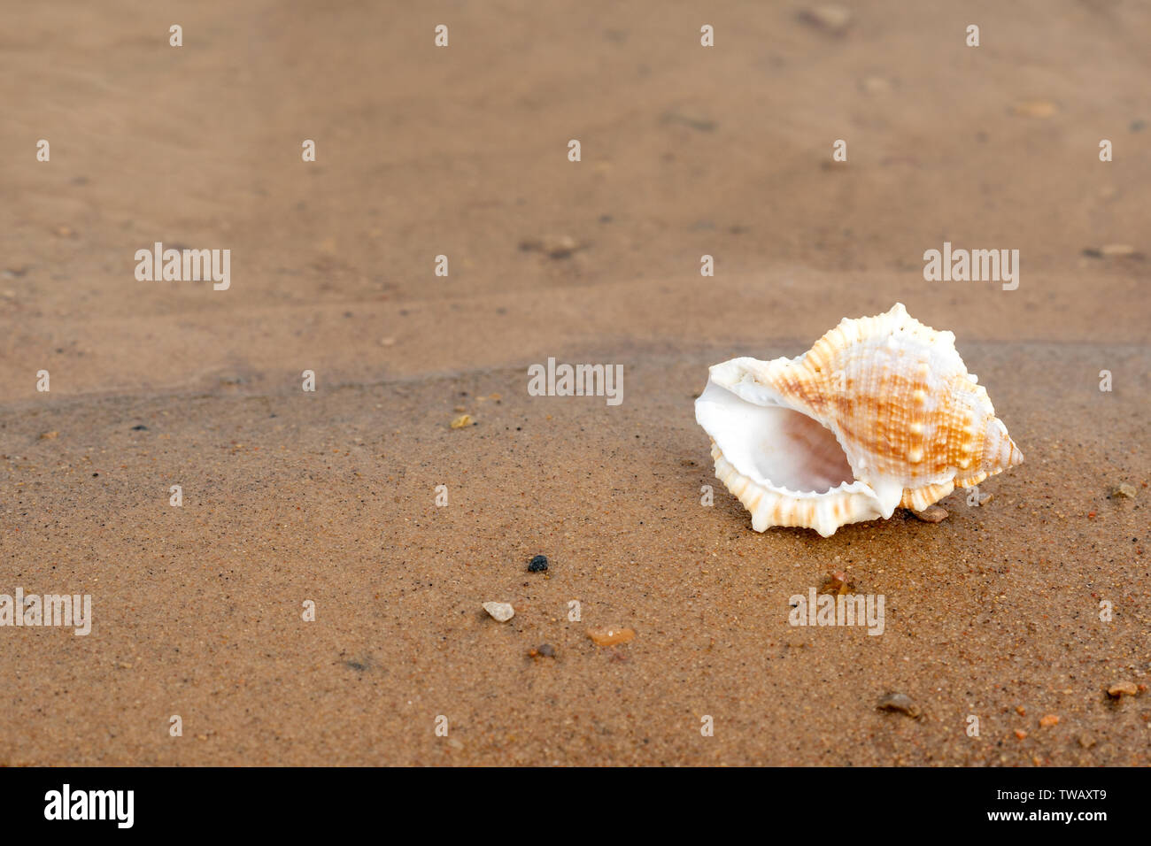 Shell on sandy beach. Travel and relax concept Stock Photo - Alamy