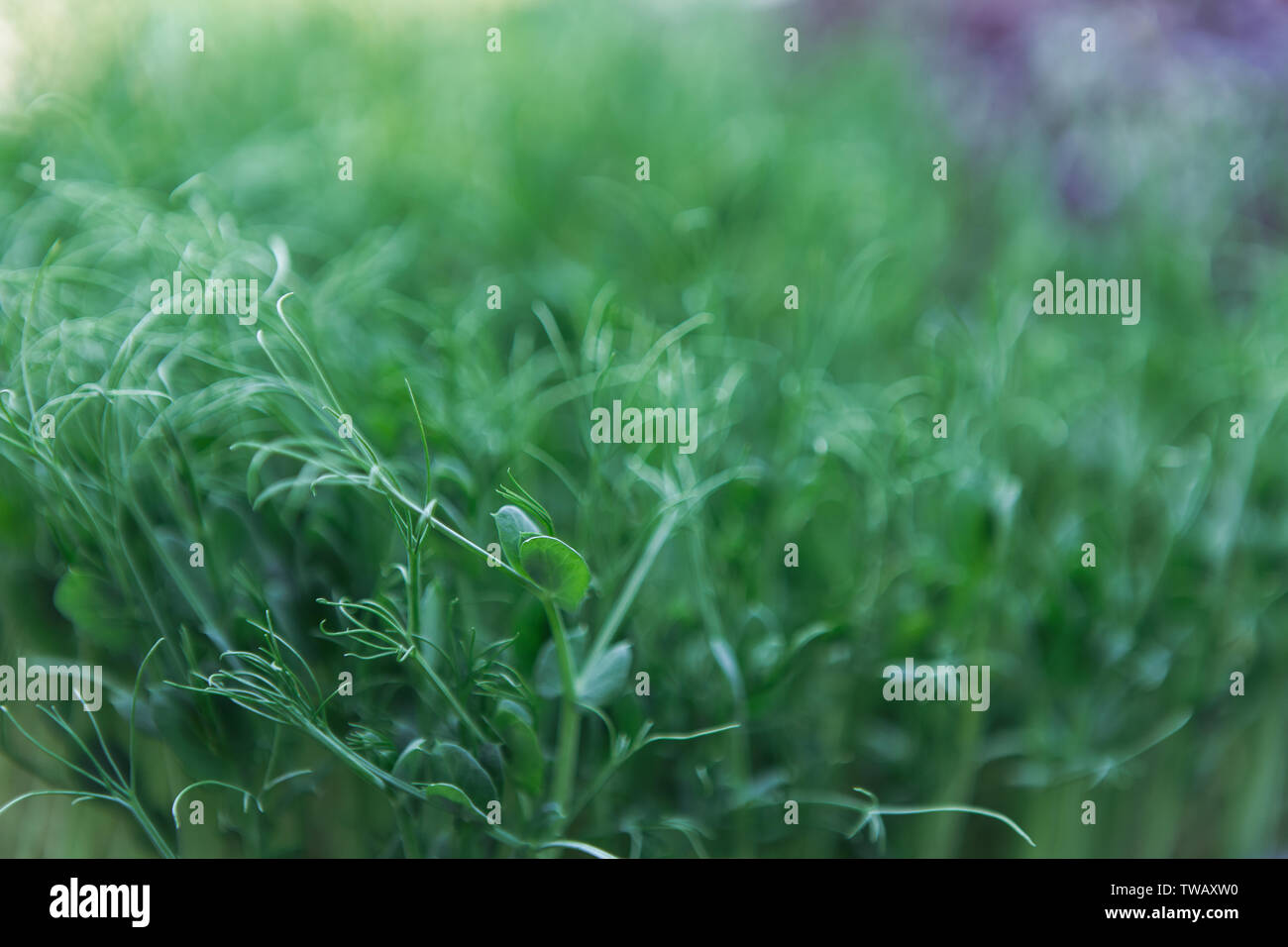 Fresh microgreen background in natural light. Natural background Stock ...