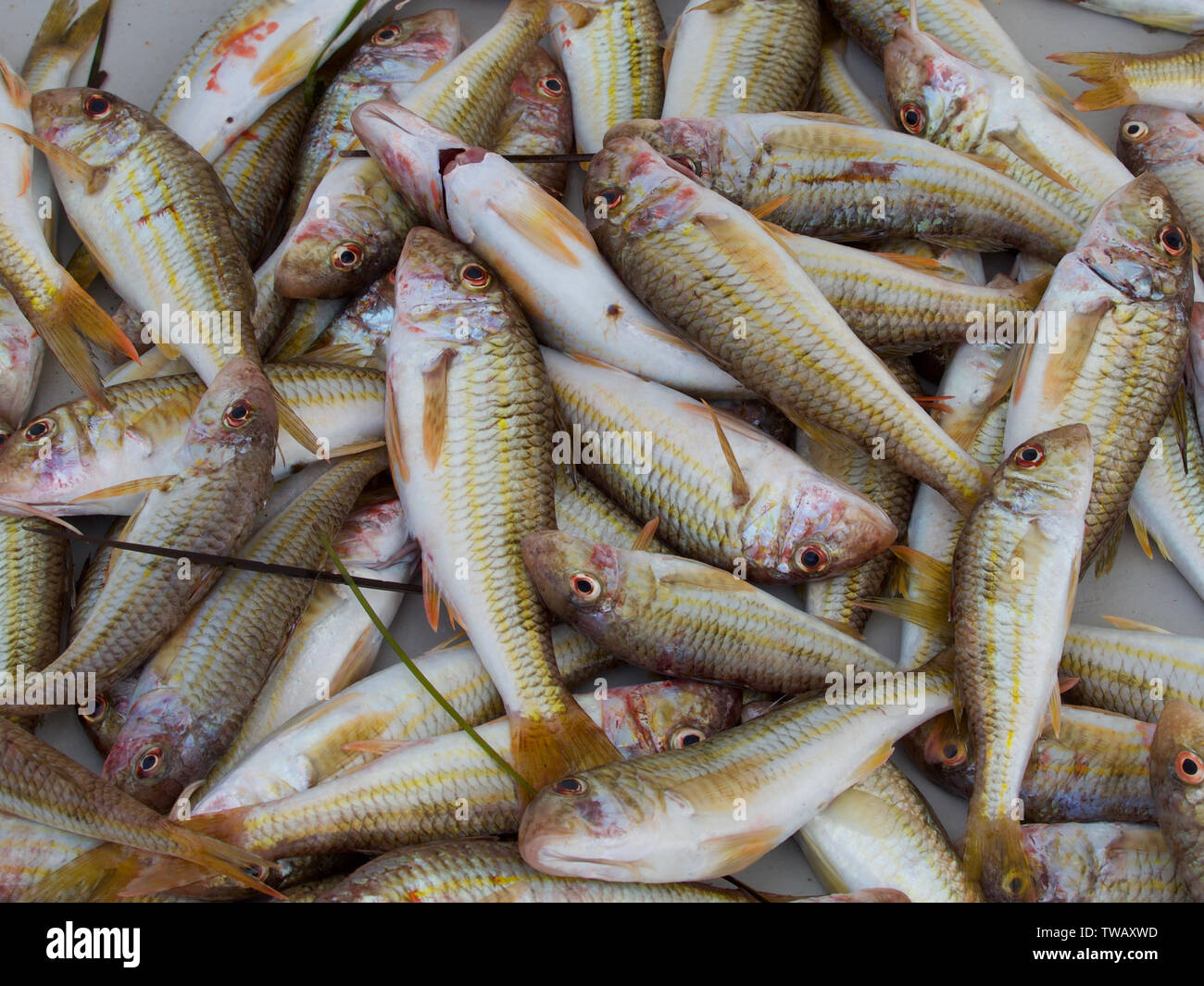 Dead Fish Eyes High Resolution Stock Photography and Images - Alamy