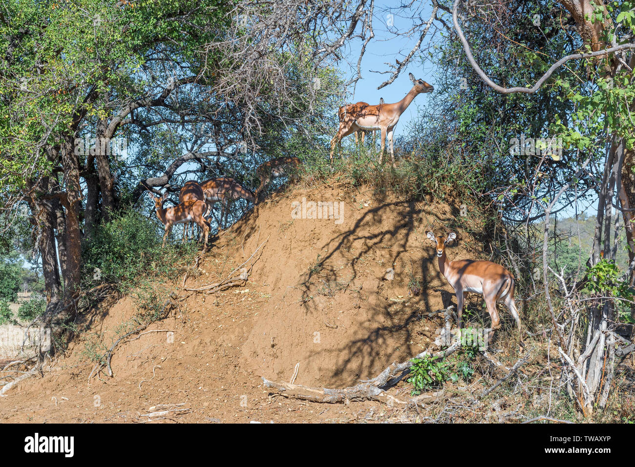Impala with calves hi-res stock photography and images - Alamy