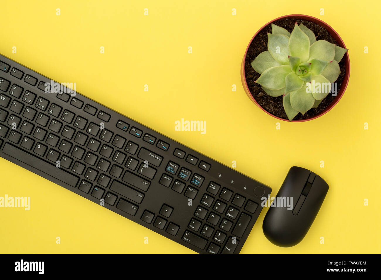 Wireless computer keyboard, computer mouse and potted plant on the ...