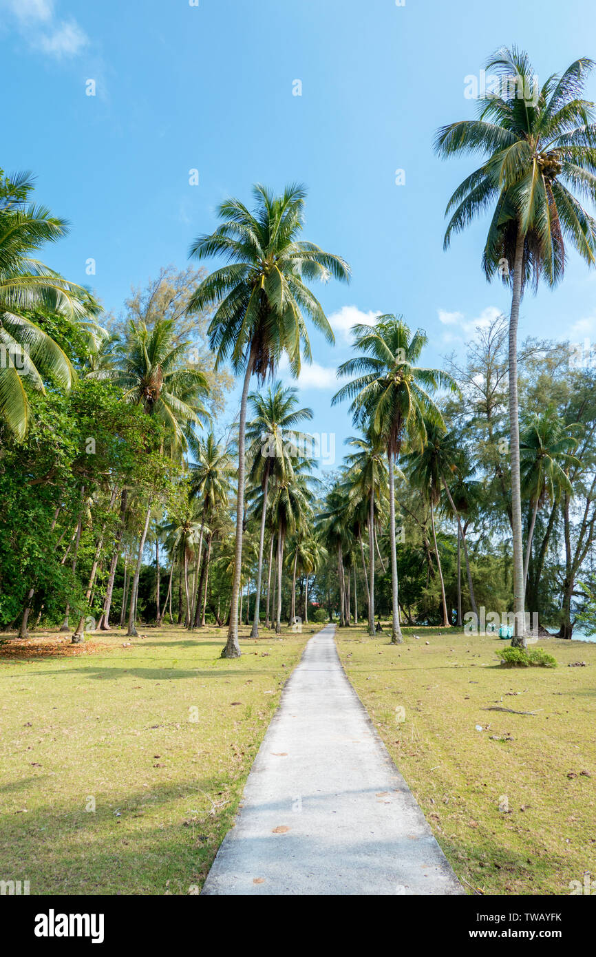 Large coconut forests in the tropics Stock Photo - Alamy