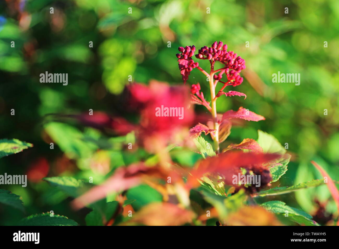Pink tips hi-res stock photography and images - Alamy
