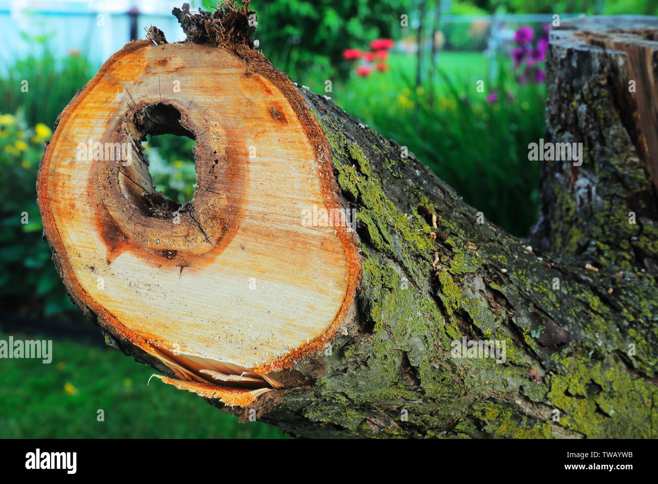 Sawed off apple tree branch with hole through the middle Stock Photo ...