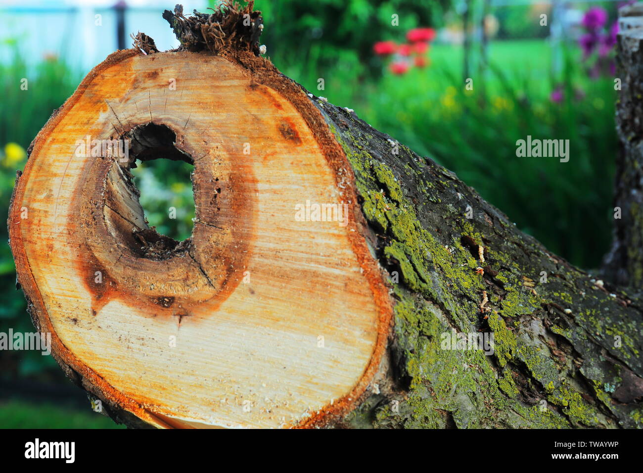 Pruned apple tree hi-res stock photography and images - Alamy