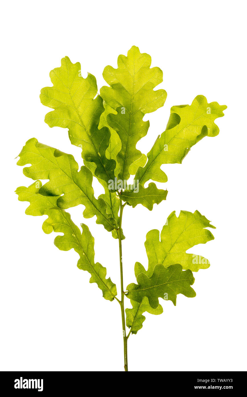 Oak branch isolated on white background Stock Photo - Alamy