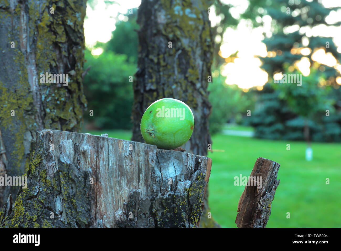Apple stump hi-res stock photography and images - Alamy