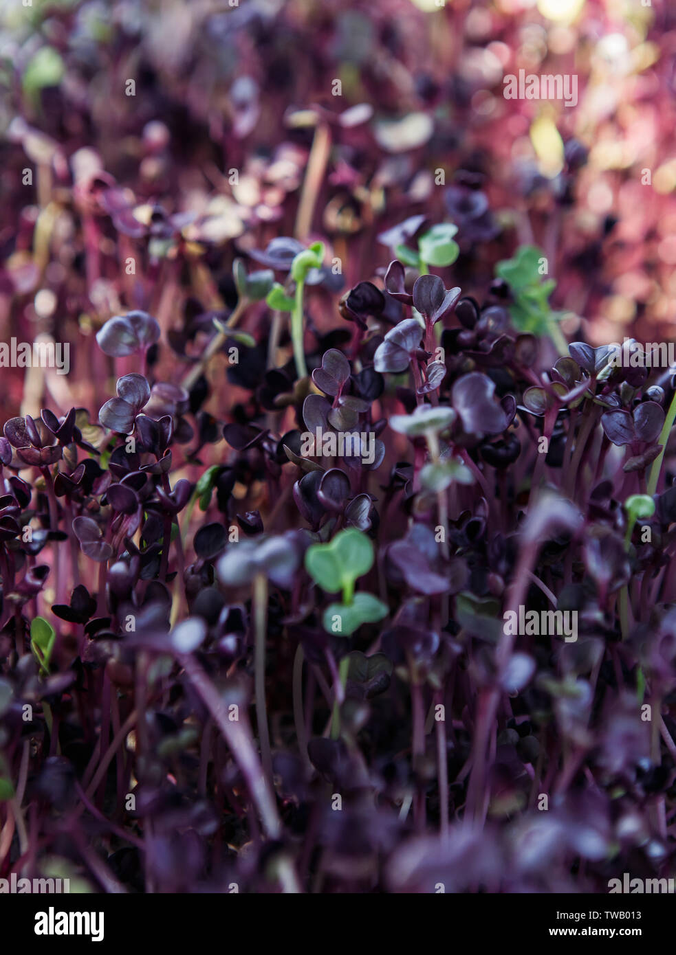 Fresh microgreen background in natural light. Natural background Stock ...