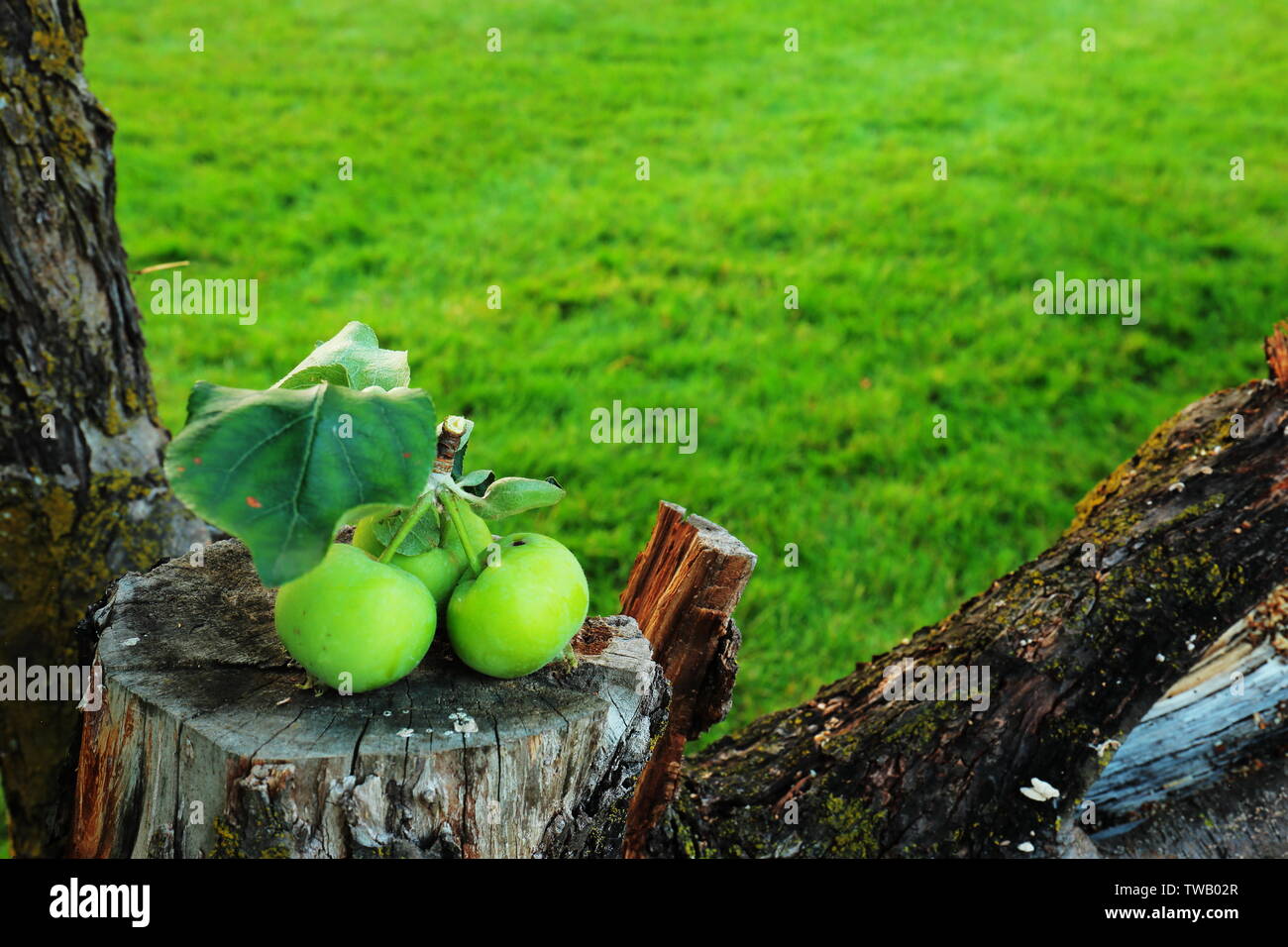 Bunch of green apples with leaves attached sitting on sawed off portion ...