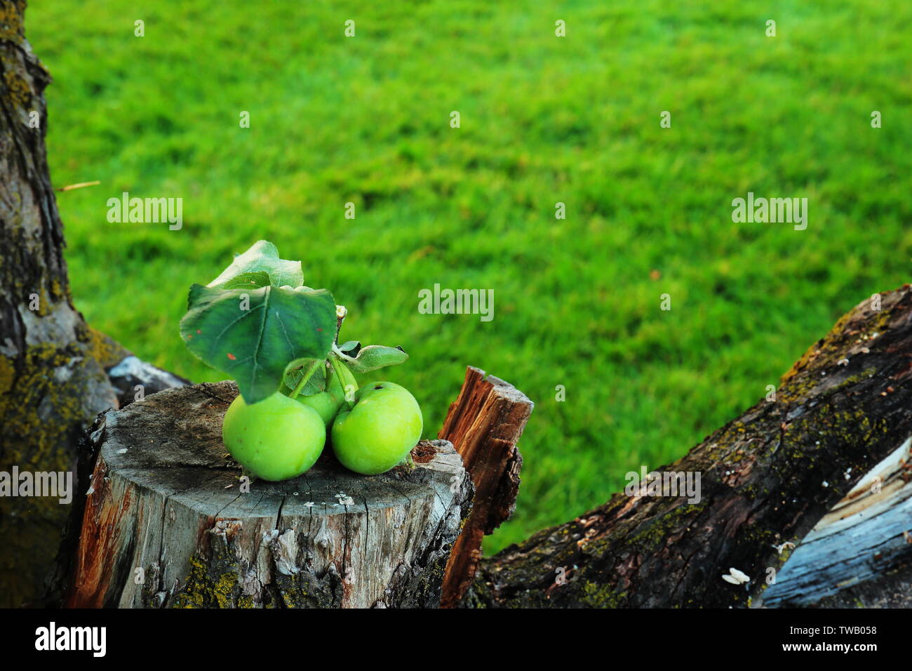 Bunch of green apples with leaves attached sitting on sawed off portion ...