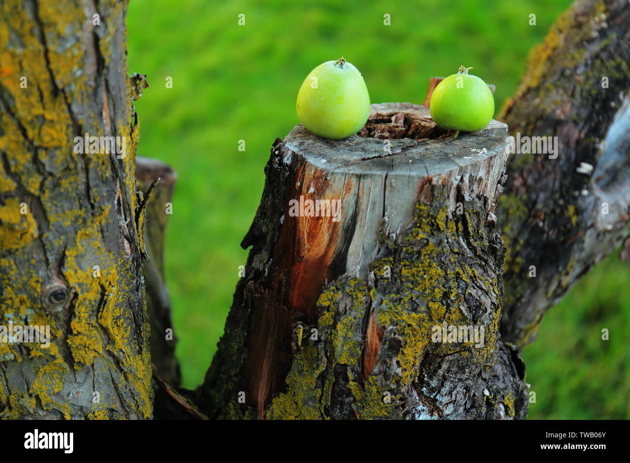 Two green apples sitting on sawed off portion of apple tree Stock Photo ...